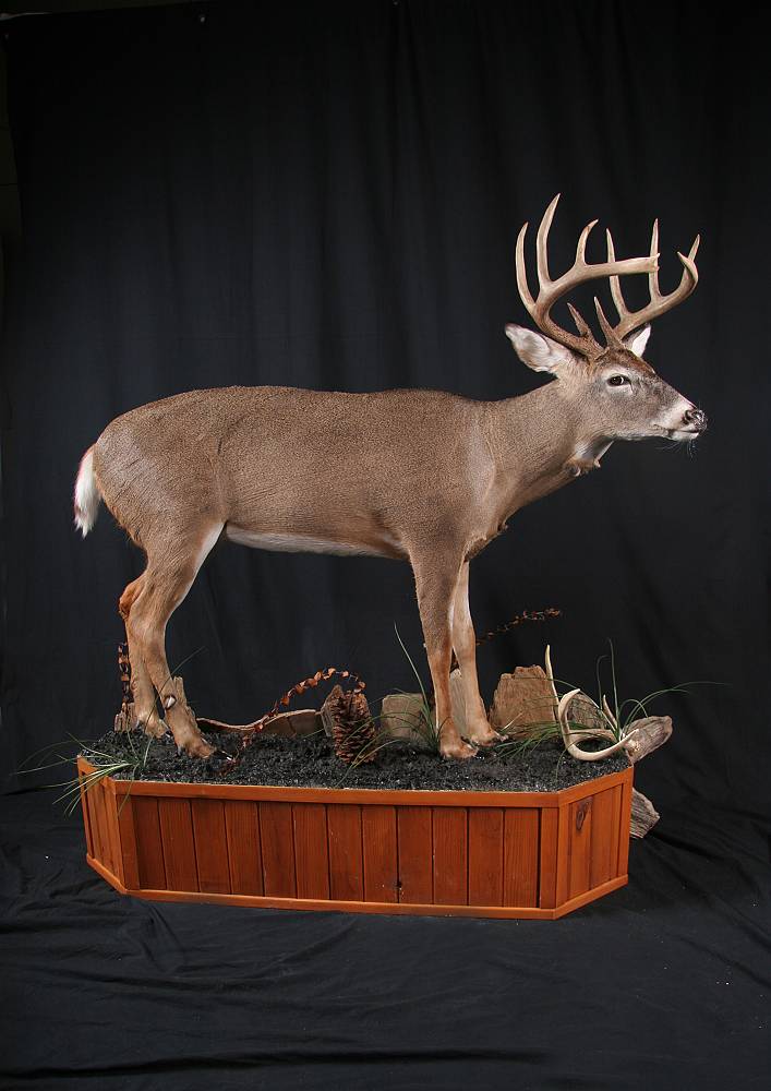 North American Taxidermy Mounts A Sportsmans Dream Taxidermy in ...