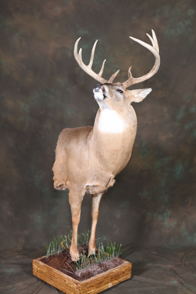 A Sportsmans Dream Taxidermy in Galesburg, MI - Michigan Taxidermist ...